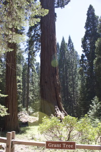 Famous California Trees (and a few with no names) | Ramble Love