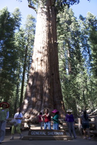 Famous California Trees (and a few with no names) | Ramble Love