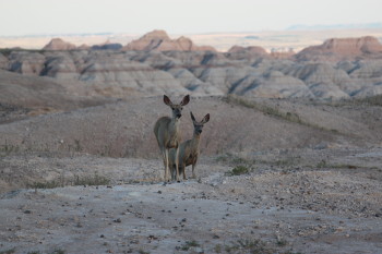 Wildlife in Badlands National Park: You Never Know What You'll Get